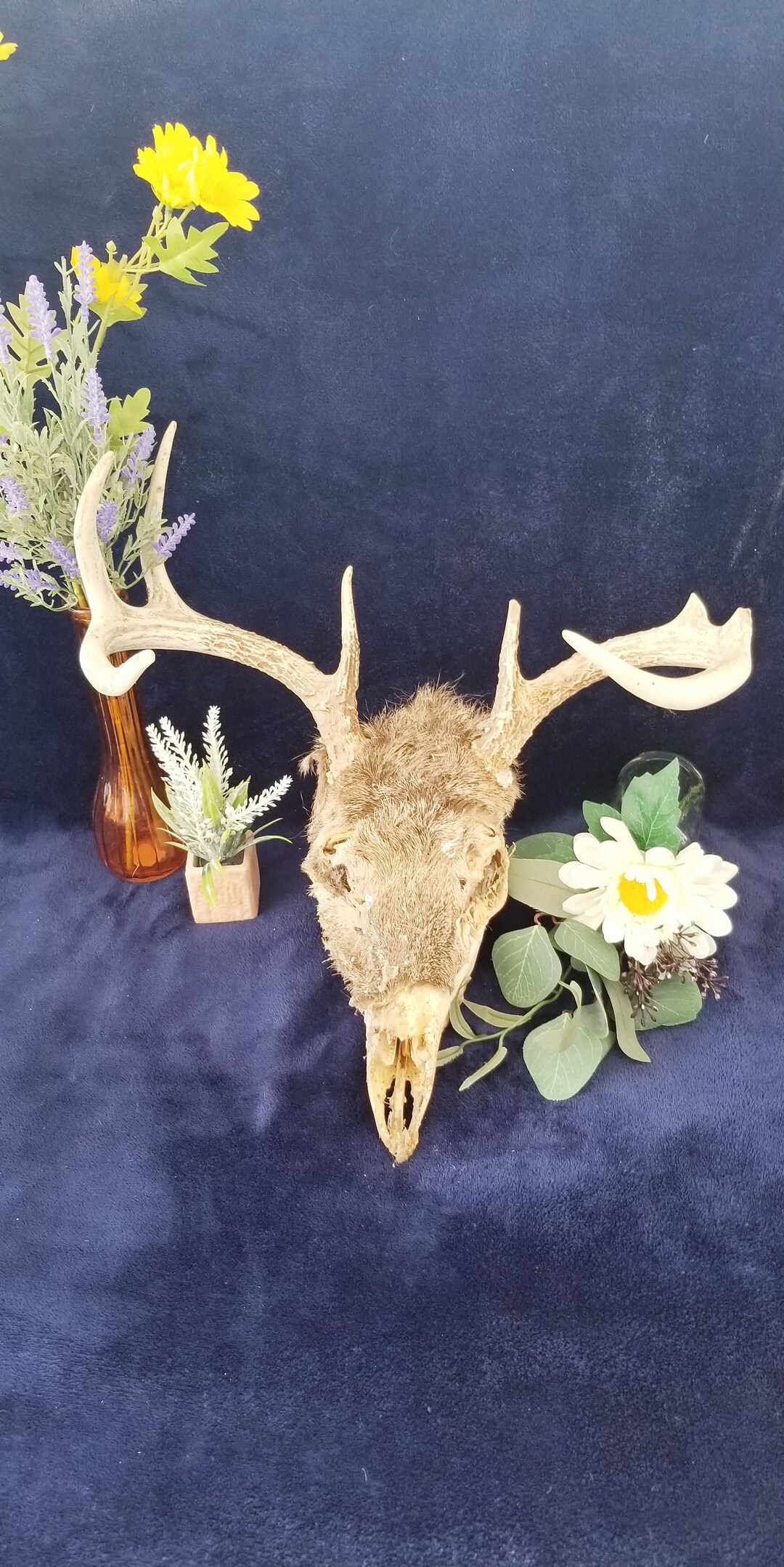 REAL Partial Deer Skull With Antlers - Natural Aged - Crafting - Antler ...