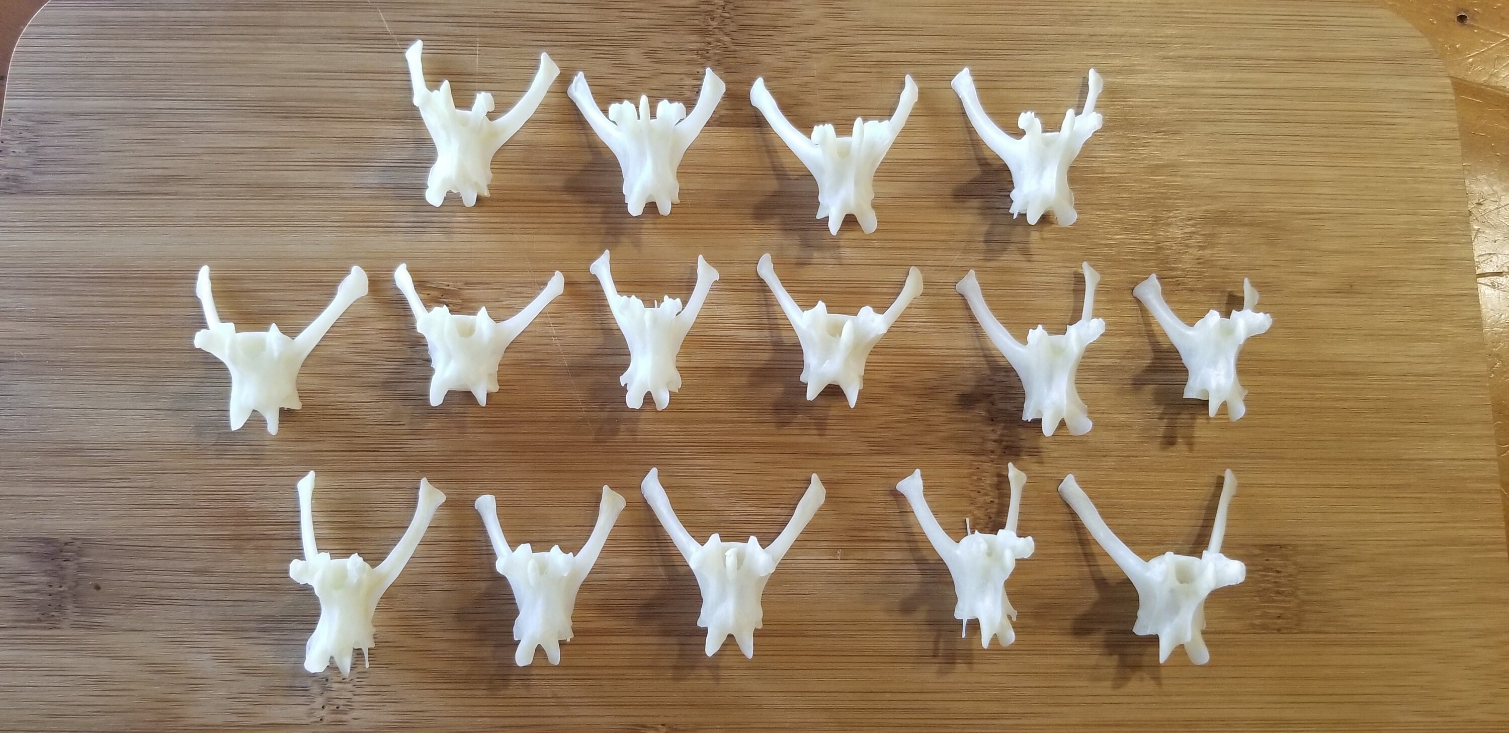 Rabbit Bones Crafting Bones 8 Types You Pick Great for Jewelry - Etsy