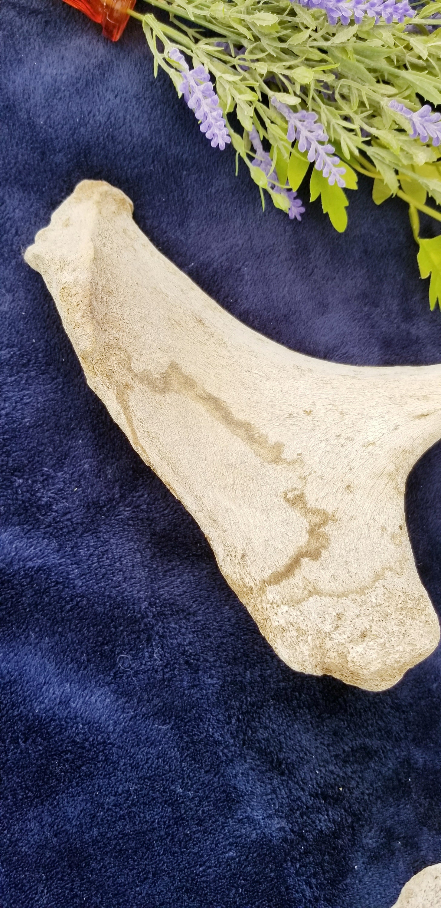 Crafting Bones Nature Cleaned Large Bovine Pelvis AB-006 - Etsy