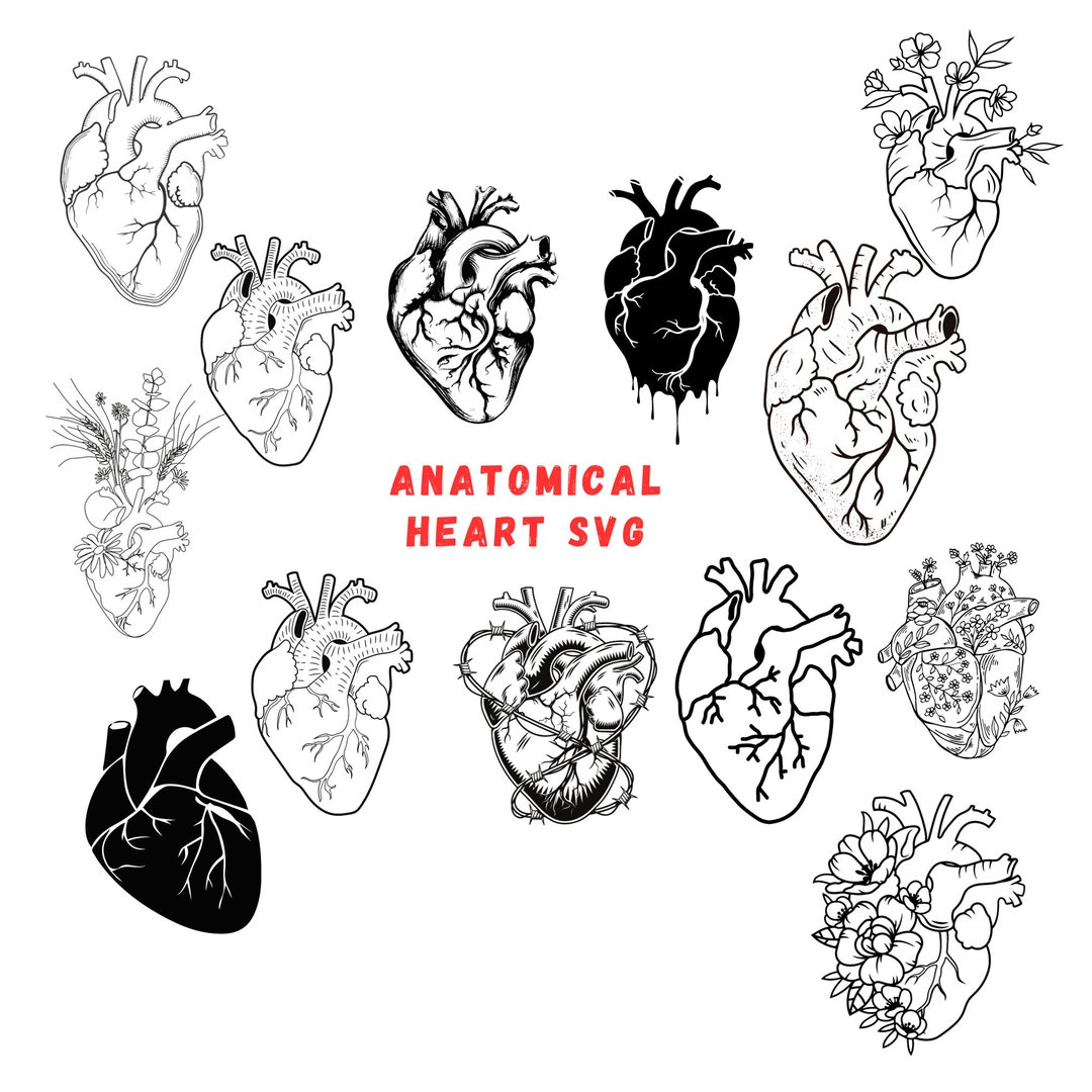 New Svg, Anatomy Svg, Anatomical Heart Svg Bundle, Flower Heart Svg ...