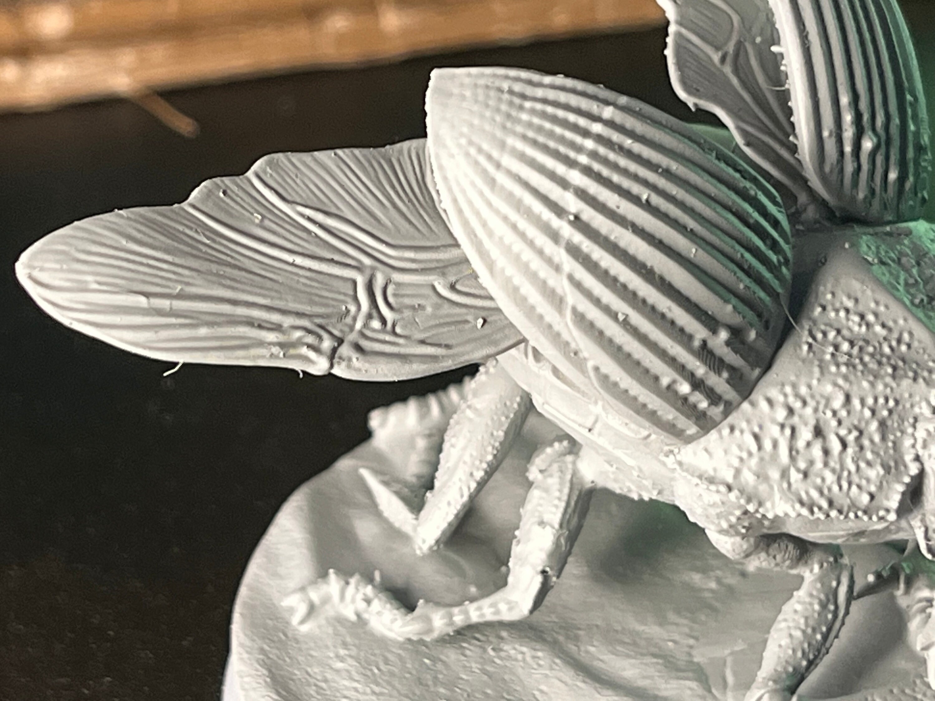 Giant Sand Scarab Beetle Large Wings Crawling Large - Etsy