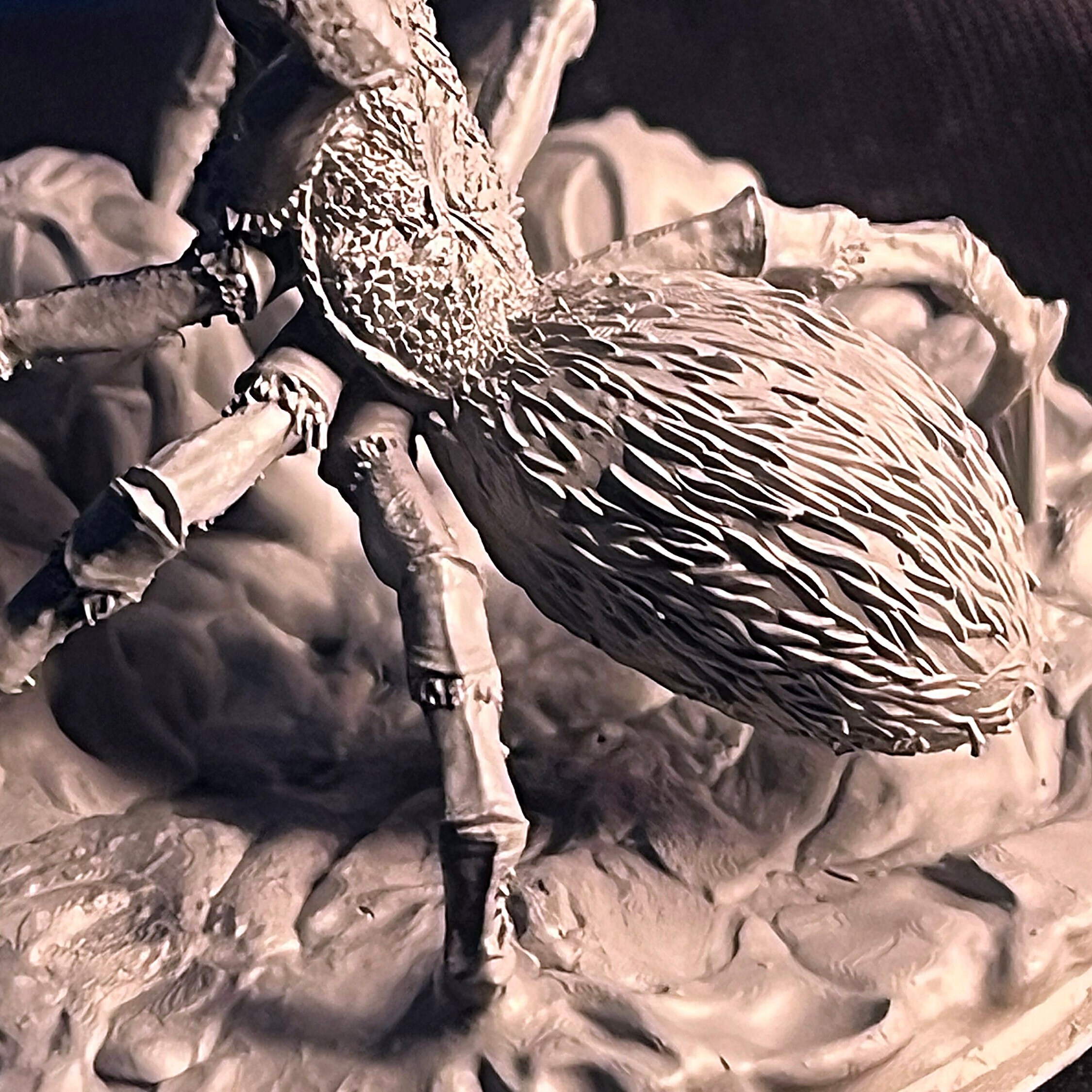 Large Spider Wolf Spider Hunting Spider Attacking - Etsy