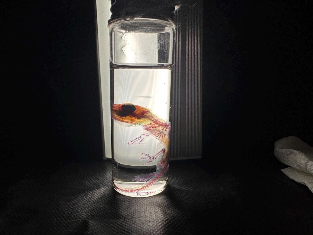 Diaphonized Crested Geckos Wet Specimen Gothic Taxidermy Unique ...