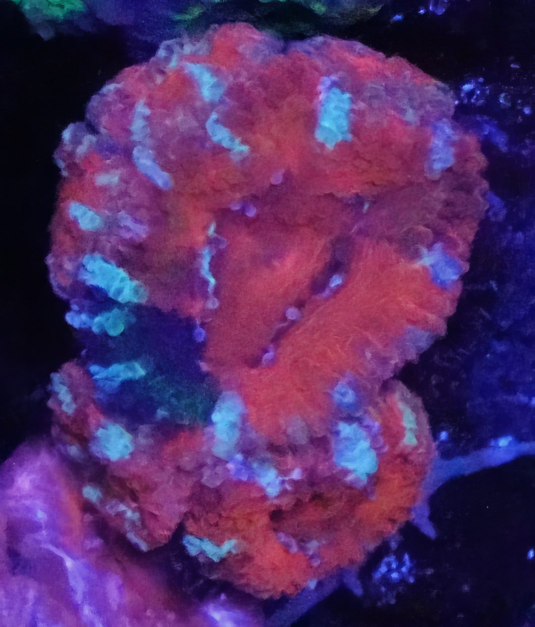 WYSIWYG Grafted Aussie Acan Frag #1 Easy LPS Live Coral - Etsy