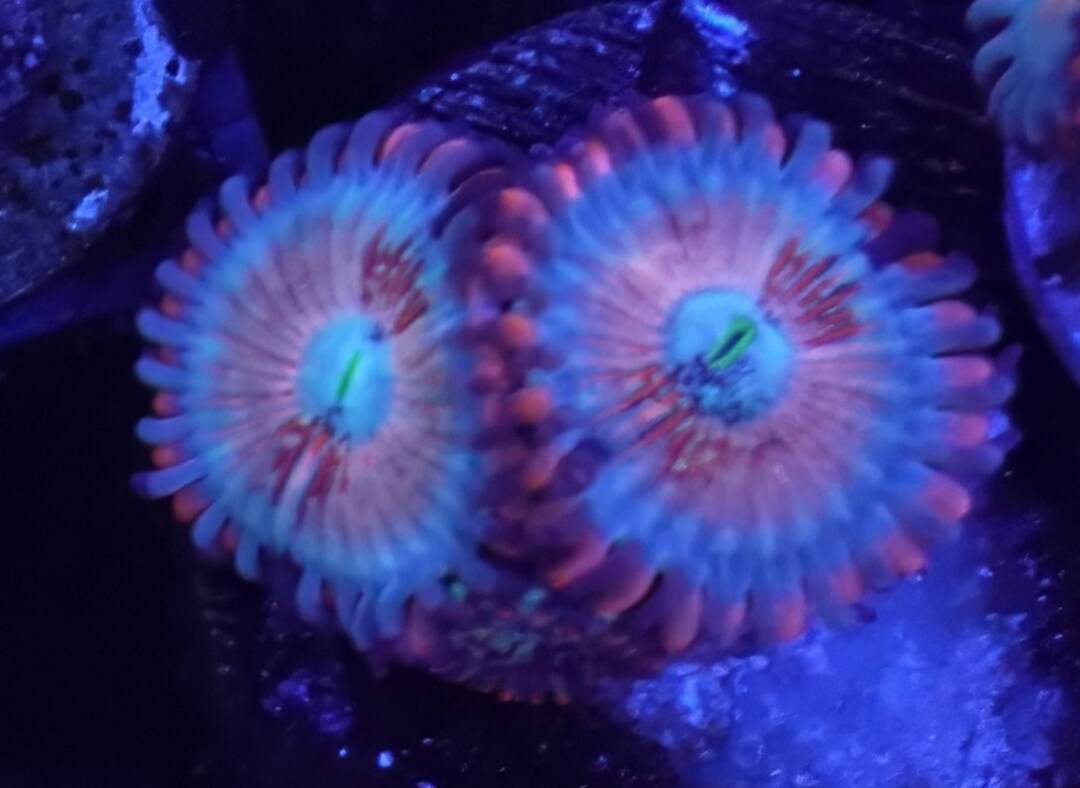 WYSIWYG Seduction Zoa Frag 3 Easy Softy Live Coral Zoanthids Paly - Etsy