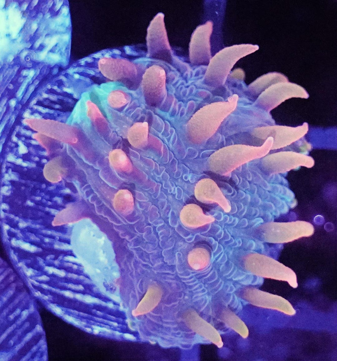 WYSIWYG LCH Fuzzy Navel Diaseris Plate Frag #1 Easy LPS Live Coral - Etsy