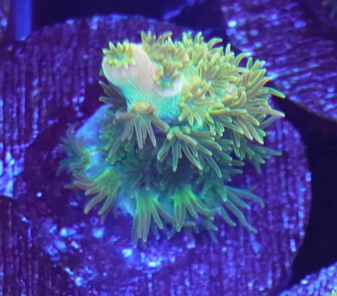 WYSIWYG Bigr Walt Disney Acro 3/4 Frag 1 Easy SPS Live Coral - Etsy