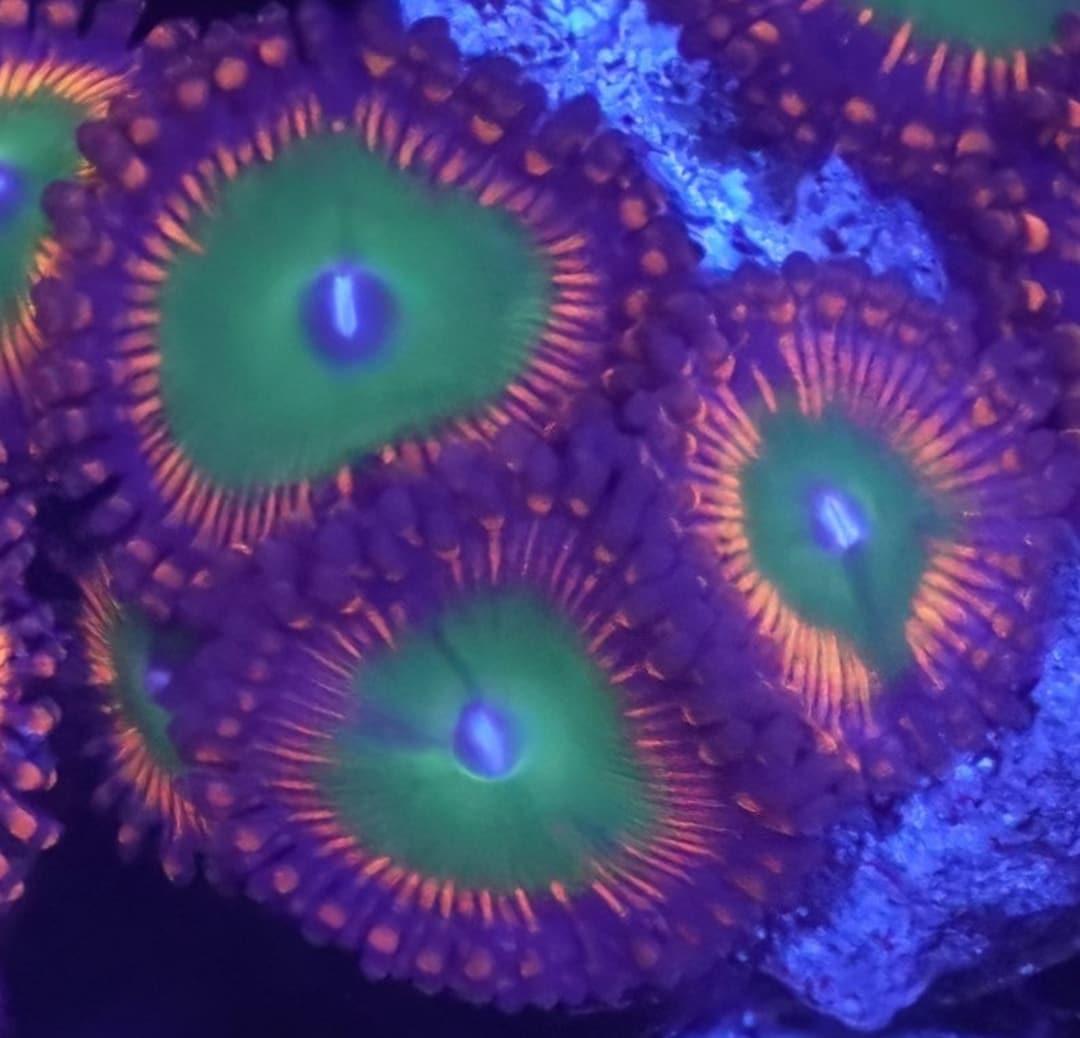 WYSIWYG Bowser Zoa Frag 1 Easy Softy Live Zoanthids Coral - Etsy