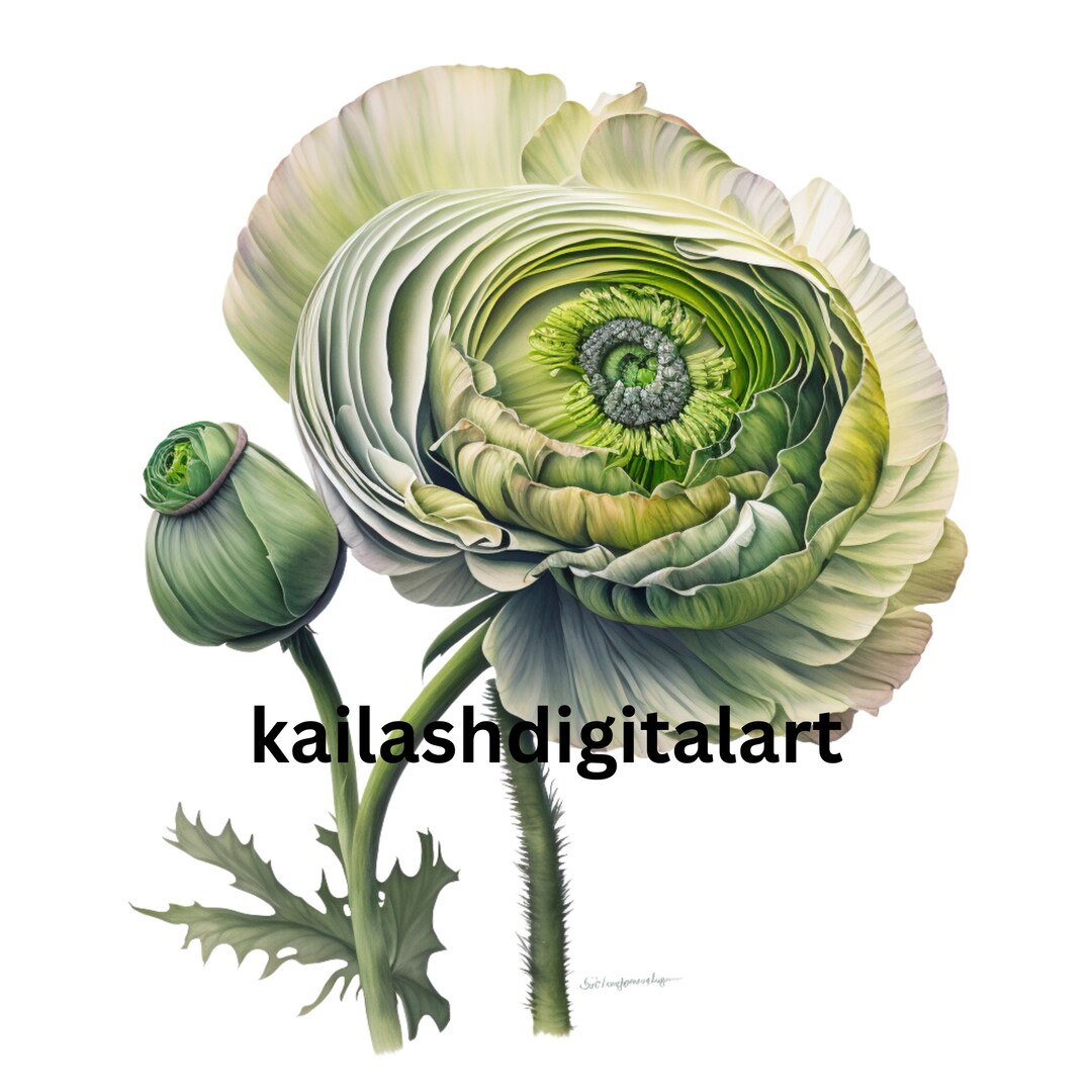 Ranunculus Clip Art Set Digital Clip Art PNG Transparent - Etsy UK