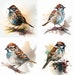 Sparrow Watercolor Clipart 5 High Quality Pngs Digital Paper Crafting ...