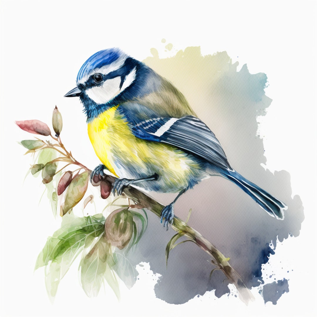 Blue Tit Clipart 5 High Quality Pngs Digital Paper Crafting - Etsy