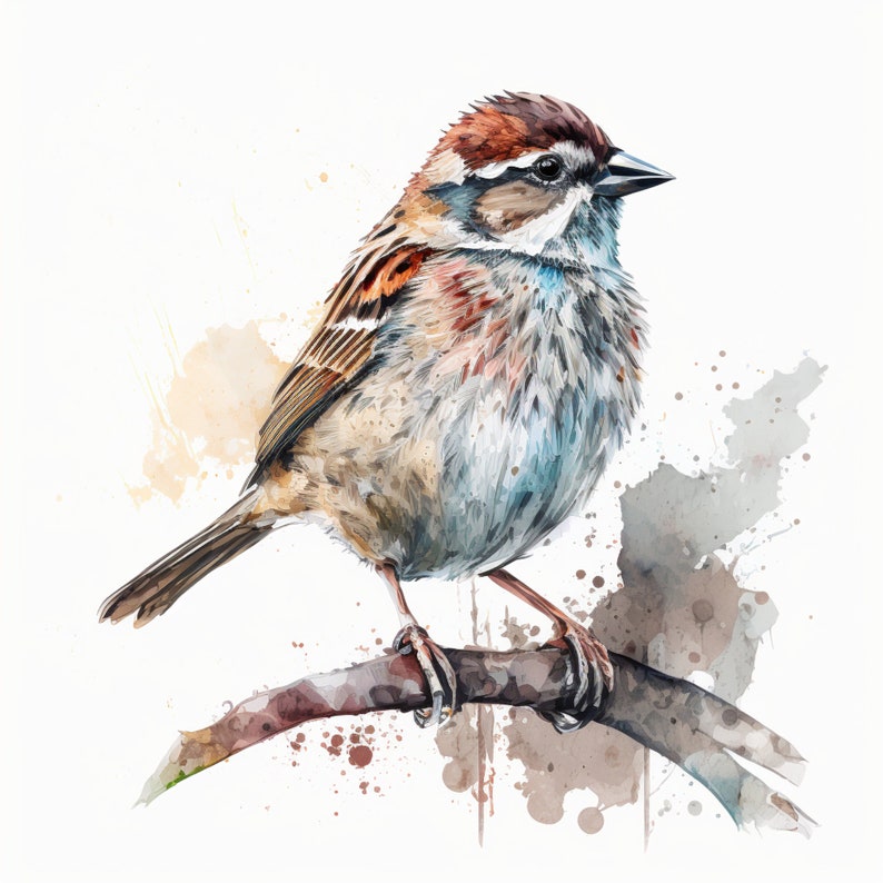Sparrow Watercolor Clipart 5 High Quality Pngs Digital Paper Crafting ...