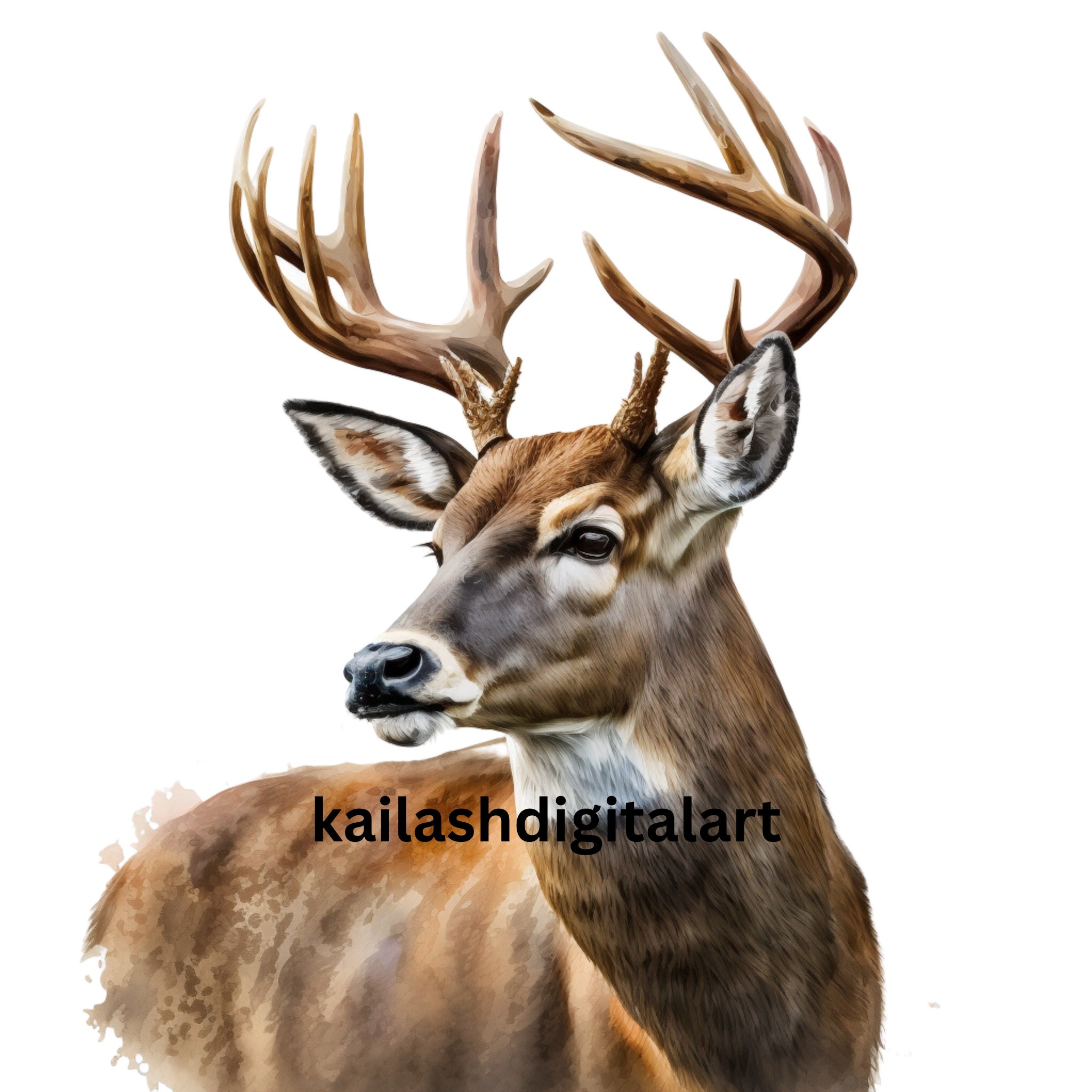 Watercolor Buck Deer Illustration Bundle Digital JPG Files Digital ...