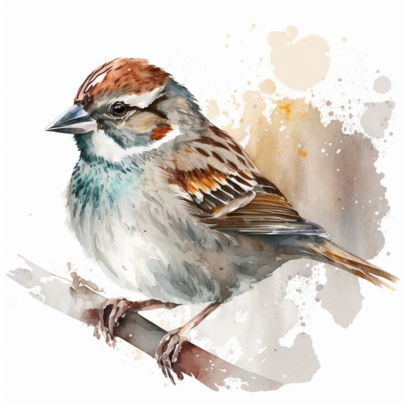 Sparrow Watercolor Clipart 5 High Quality Pngs Digital Paper Crafting ...