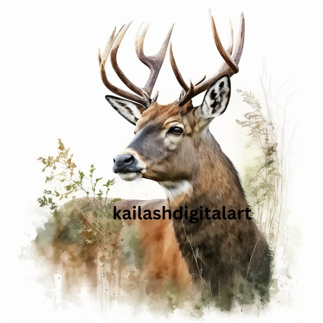Watercolor Buck Deer Illustration Bundle Digital JPG Files Digital ...