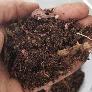 Millipede Substrate: the Best Dirt for Millipedes With Compost and ...