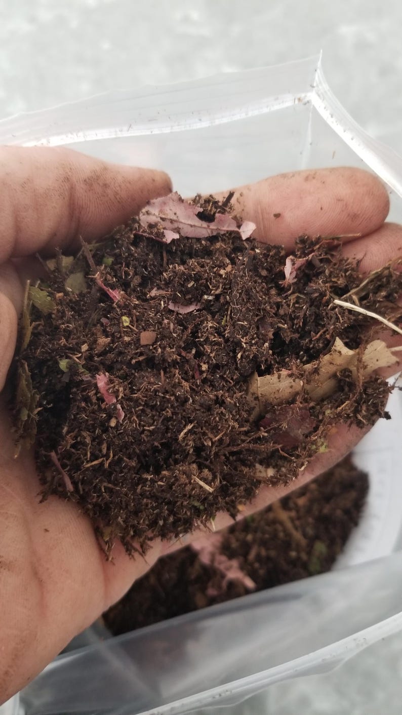 Millipede Substrate: the Best Dirt for Millipedes With Compost and ...