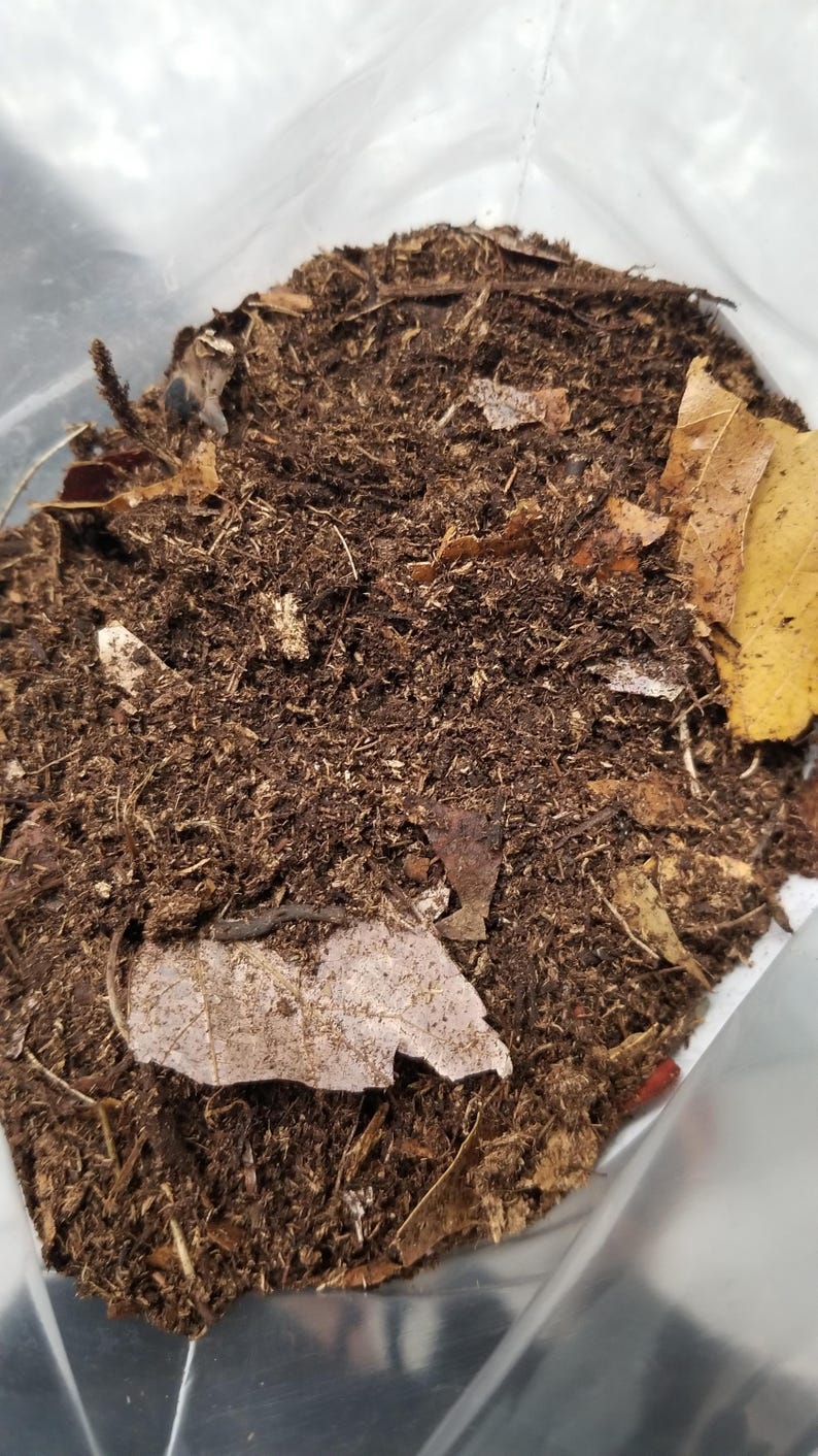 Millipede Substrate: the Best Dirt for Millipedes With Compost and ...