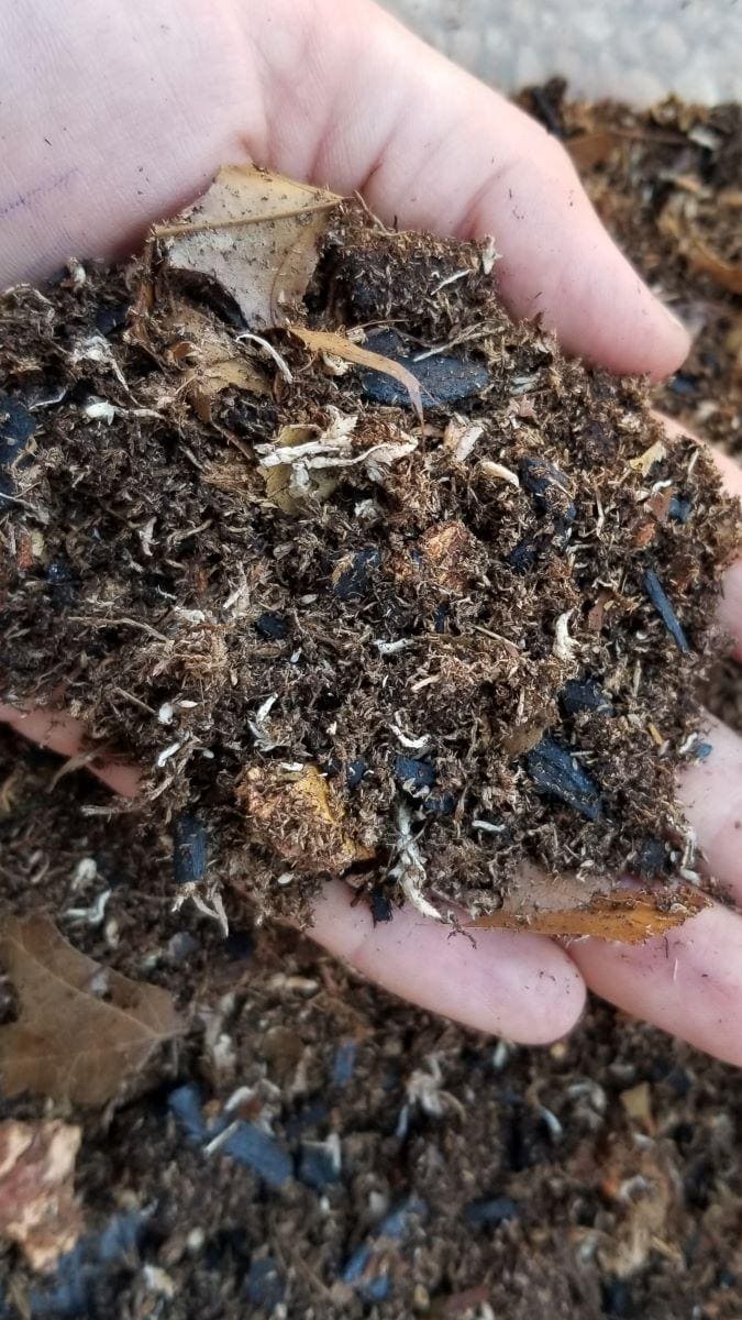 Isopod Substrate: Premium Organic Mix With Leaf Litter and Charcoal. NO ...