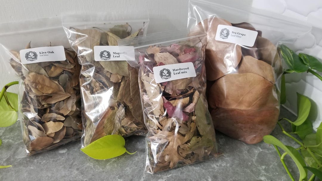 Bundle of Leaf Litter for Isopods, Millipedes, Bioactives and Reptile ...