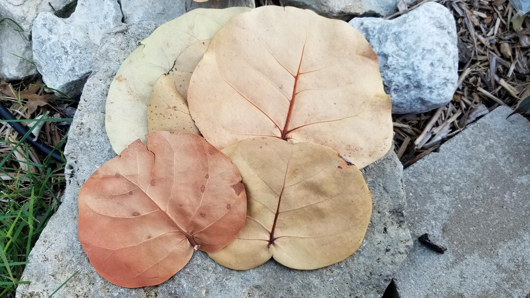 Sea Grape Leaf Litter for Reptile Habitats, Isopod Cultures, Bioactives ...