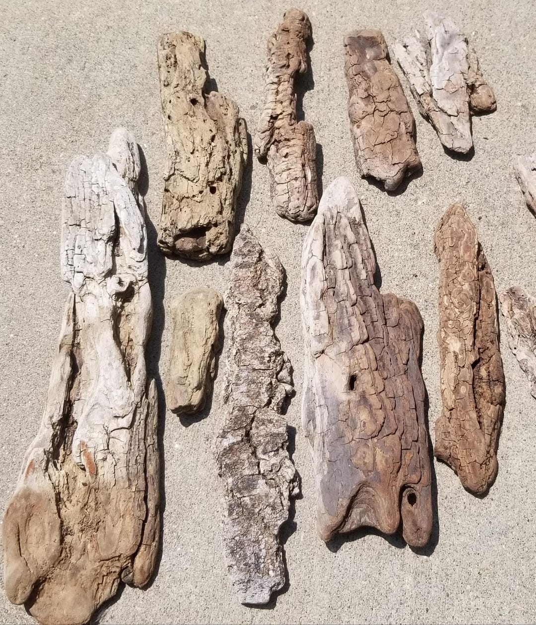 Flat Driftwood for Isopods, Microfauna and Bioactives, Locally ...