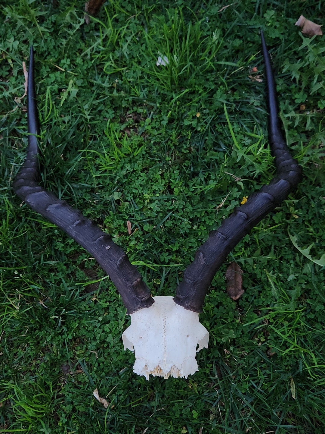 Authentic African Partial Impala Skull With Black Horns Seperate Pieces ...