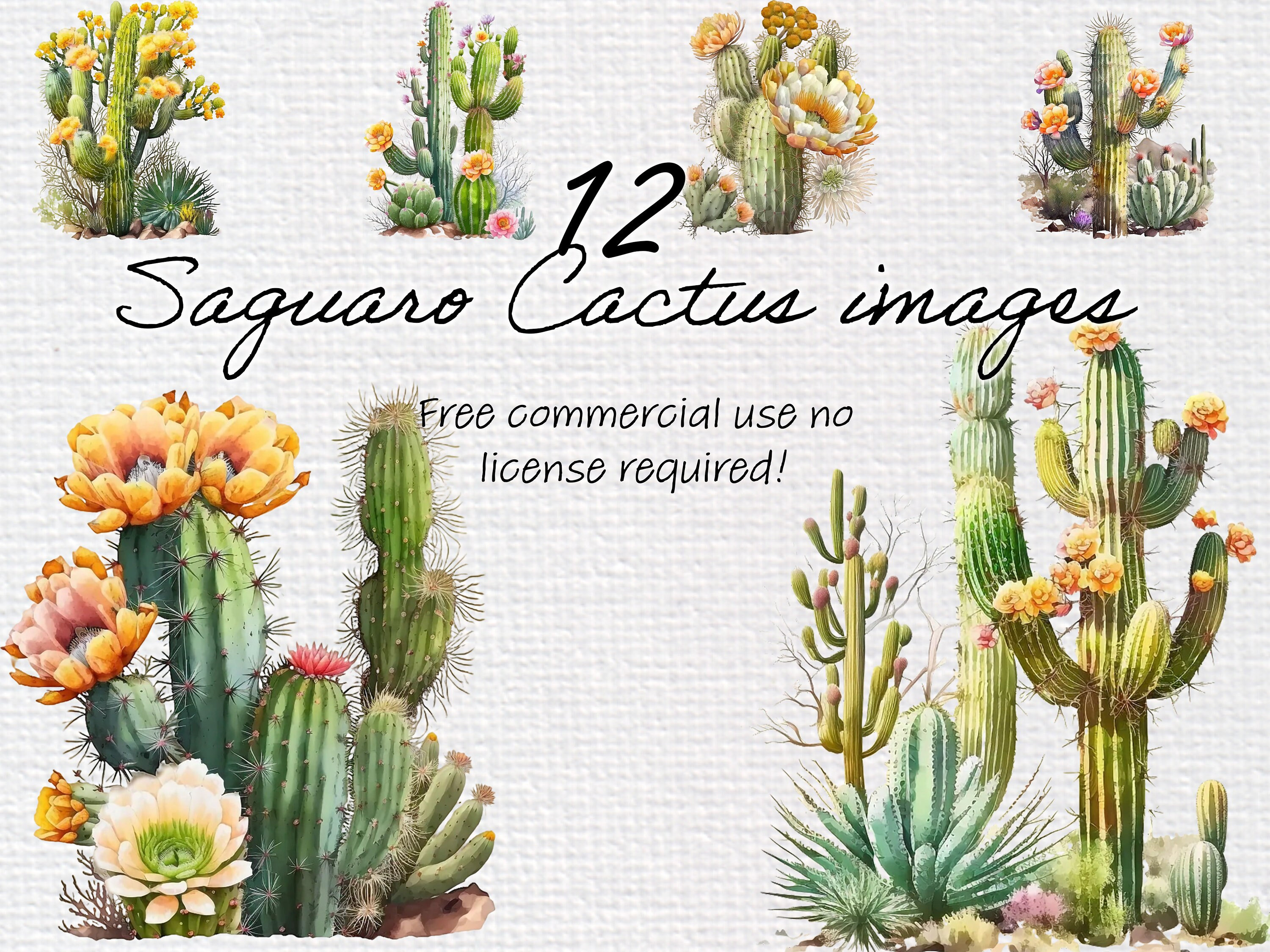 Saguaro Cactus Clip Art