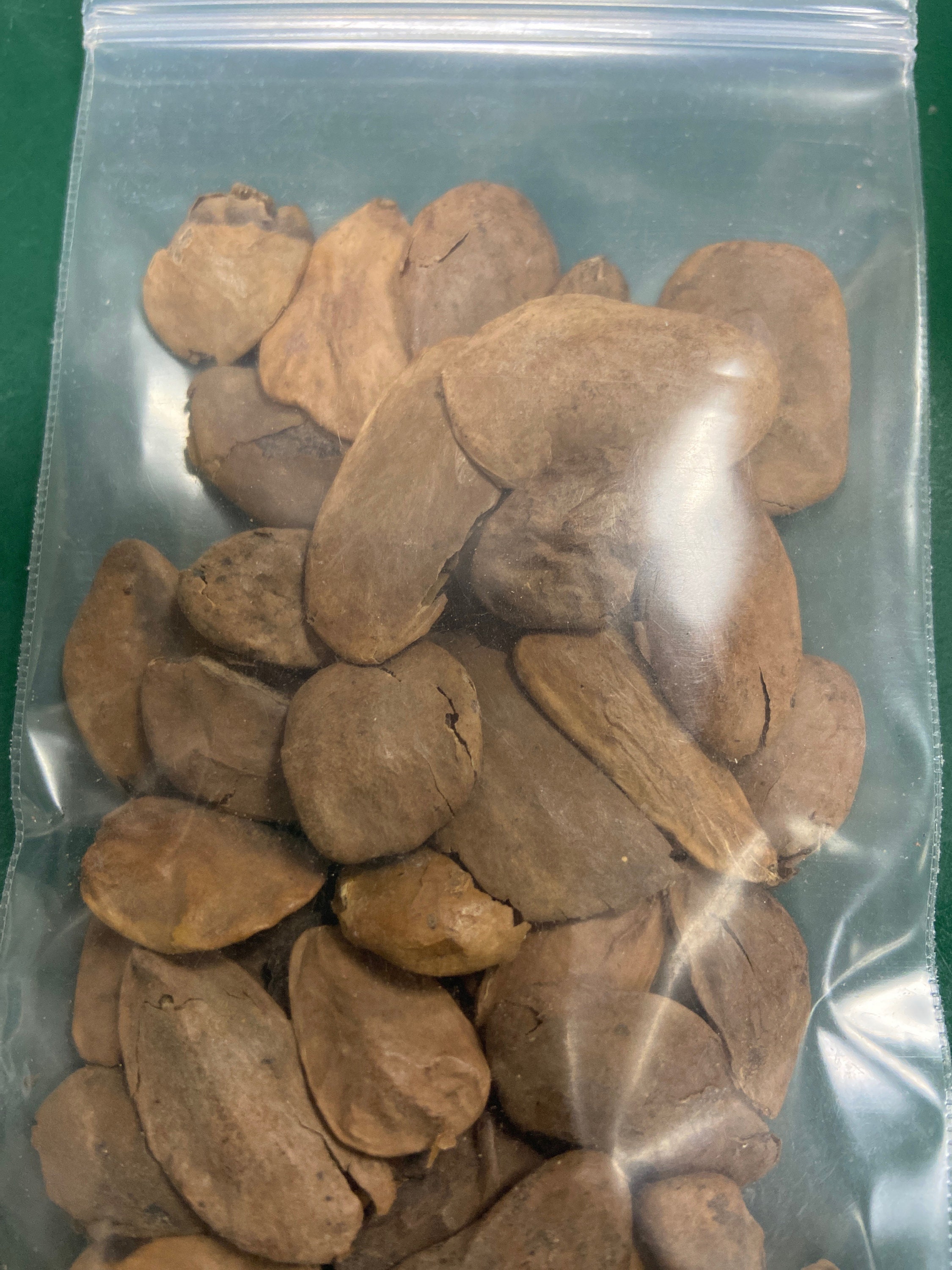 Abere Seeds hunteria Umbellata 15 Seeds - Etsy