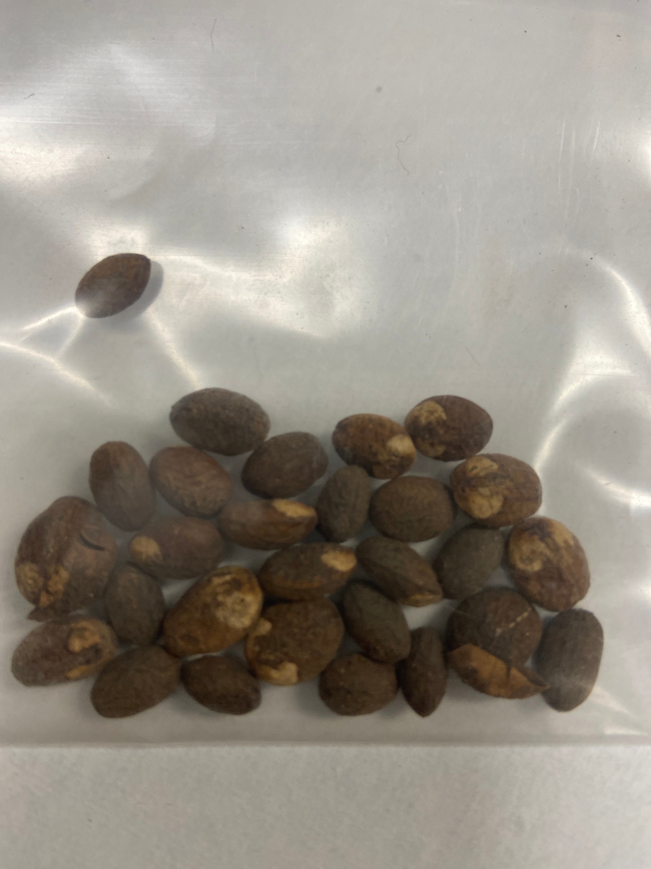 Aworoso Seedcroton Pendoliflurous Seed Ghana Seeds 20seeds - Etsy