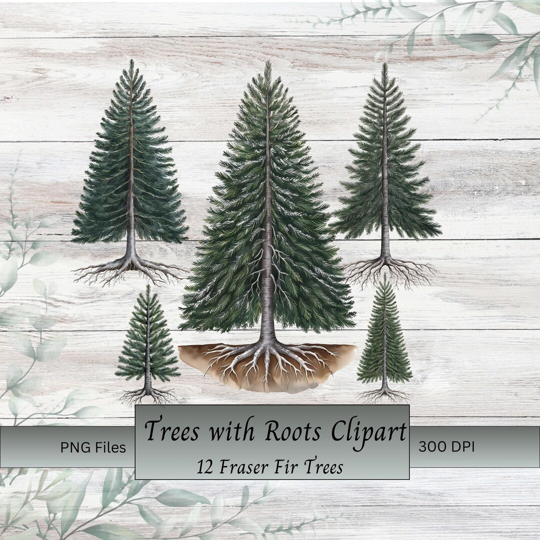 Evergreen Trees Clipart Fraser Fir Trees Trees With Roots Christmas ...