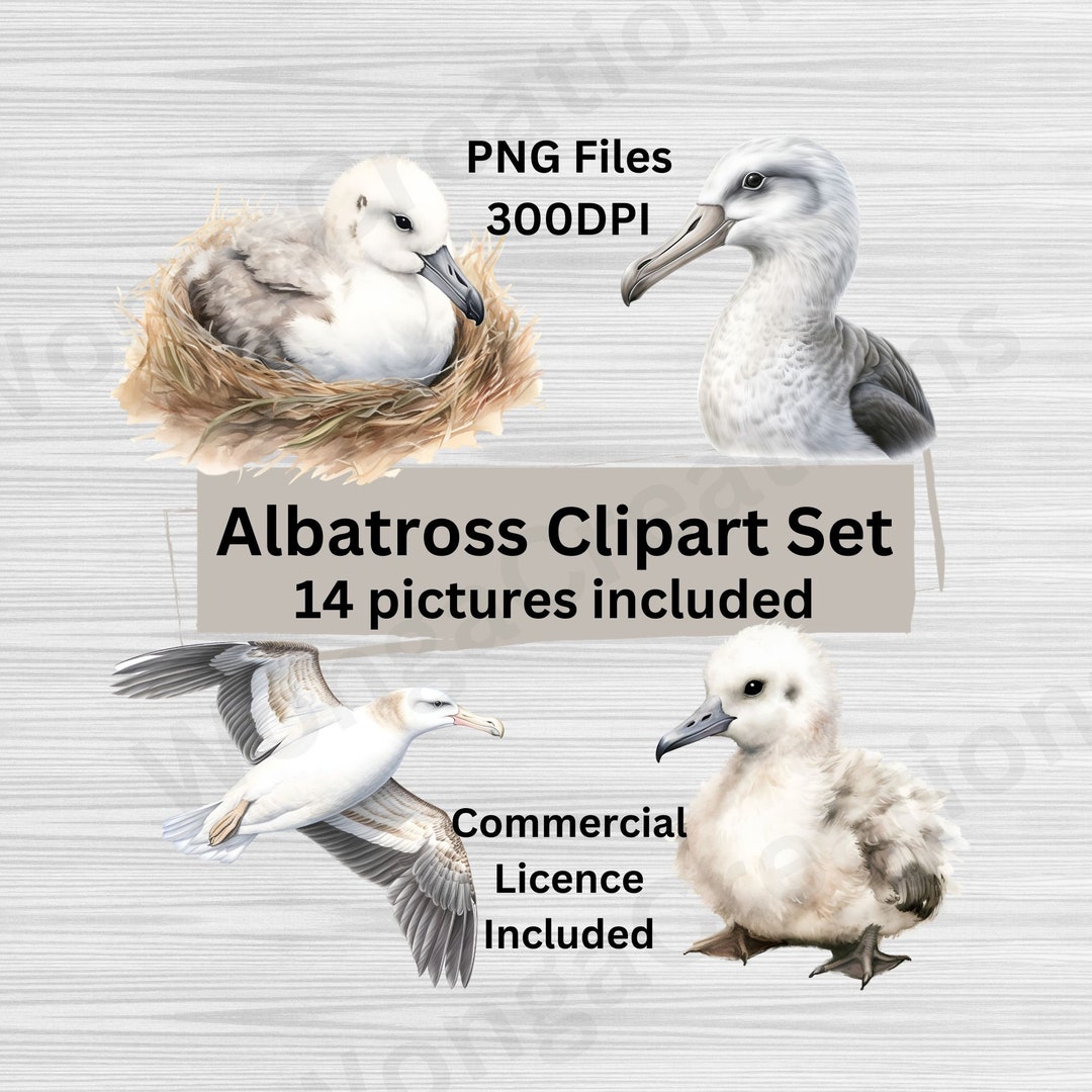 Bird - Albatross Birds - PNG - Clip Art - Stickers - Education ...
