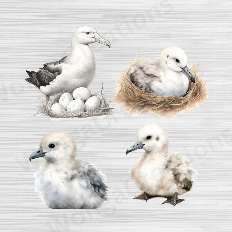 Bird - Albatross Birds - PNG - Clip Art - Stickers - Education ...