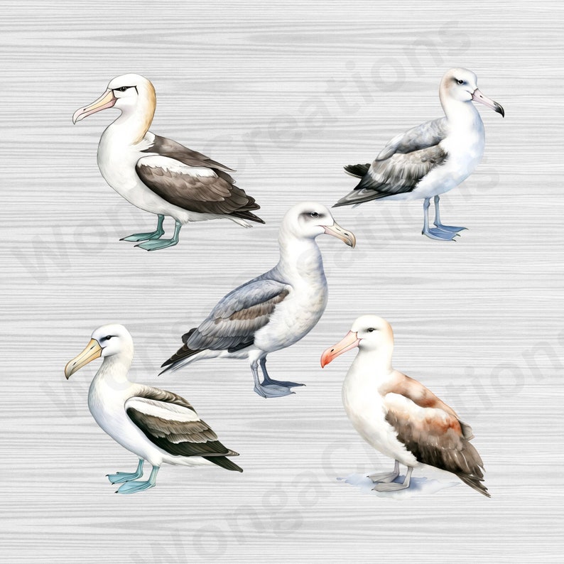 Bird - Albatross Birds - PNG - Clip Art - Stickers - Education ...