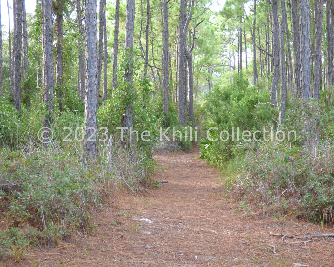 Coastal Photography, Pine Needle Path Photography, Coastal Décor, Beach ...