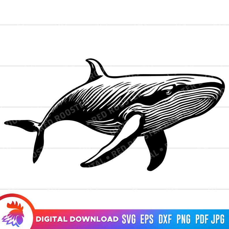 Ballena svg, Ballena jorobada, Ballena azul, Ballena Clipart, Ballena ...