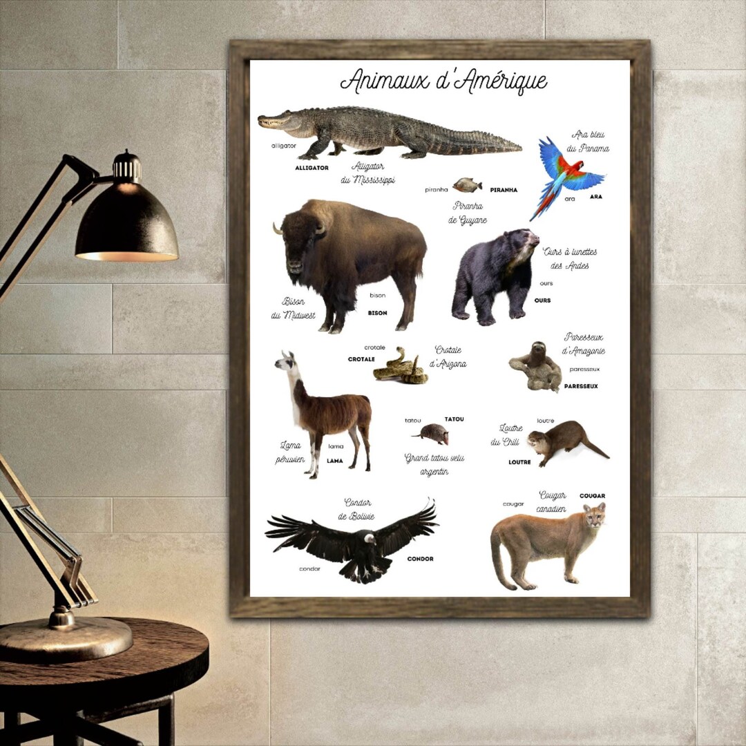 Poster Animals America Montessori Playful Alternative Pedagogy Resource ...