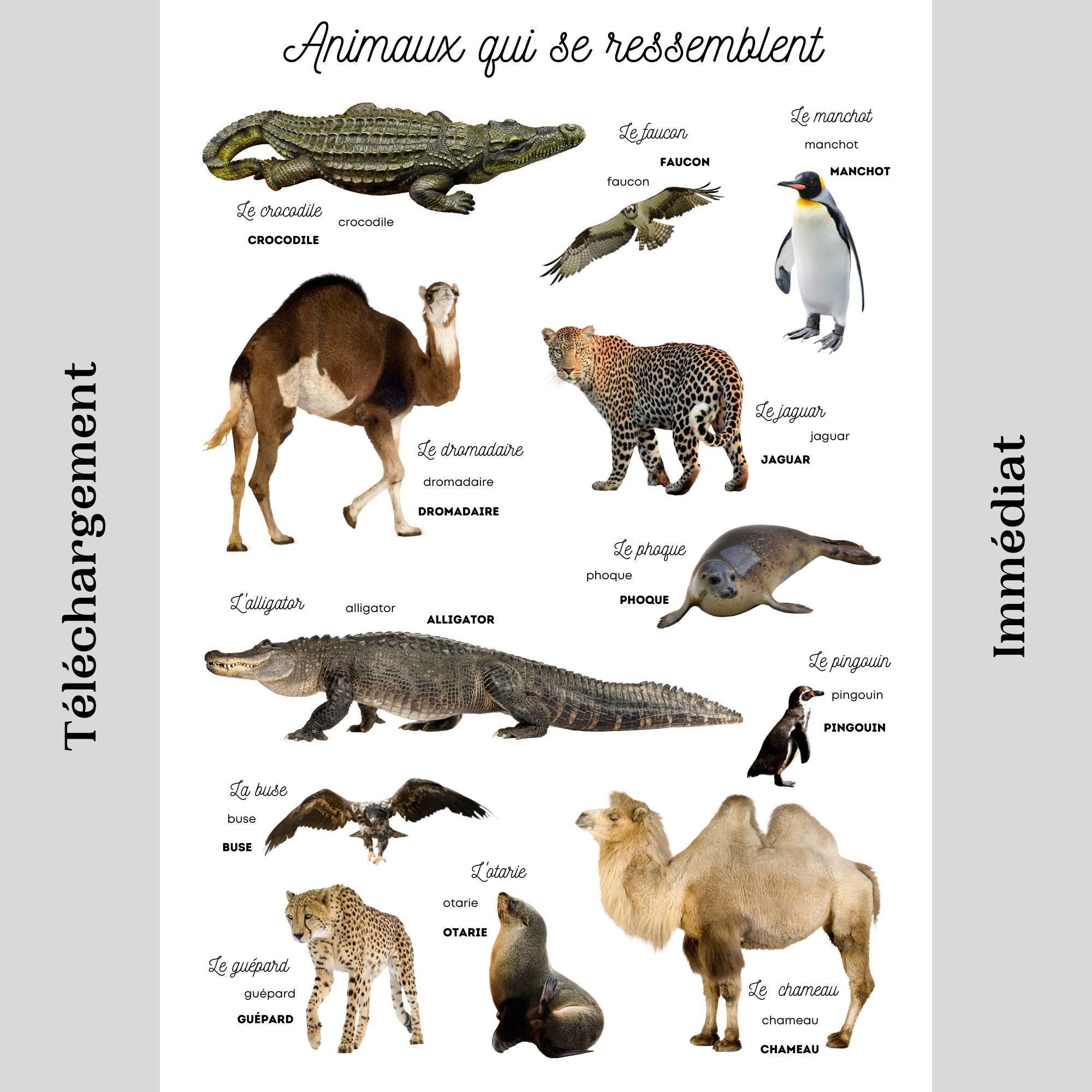 Poster Resembling Animals Montessori Playful Alternative Pedagogy ...