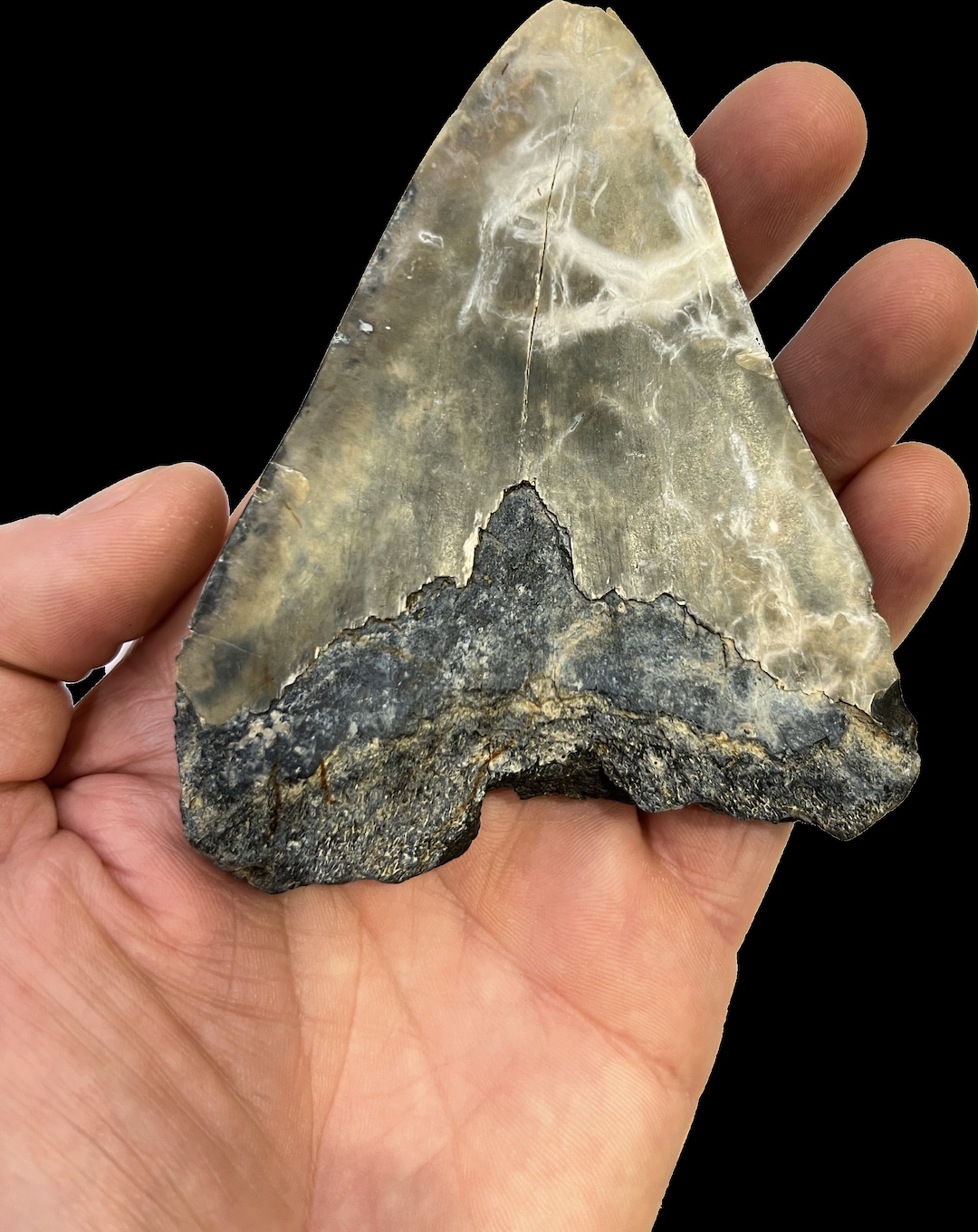 Megladon Shark Tooth RARE 4 Marbled, Megalodon, Tooth, Rare, Authentic ...