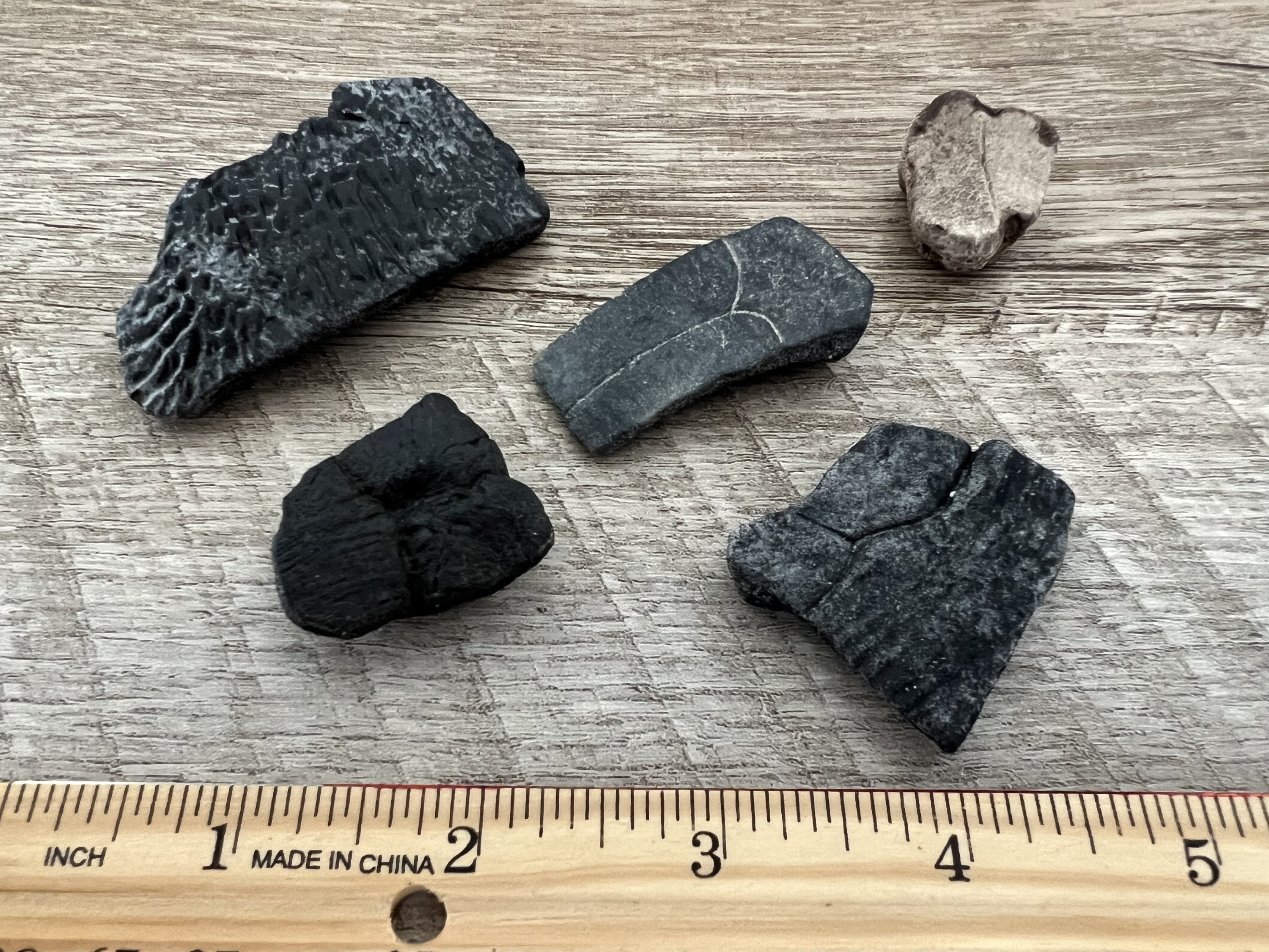 Fossil Turtle / Tortoise Shell Various Sets of 5 Fossils From SC ...