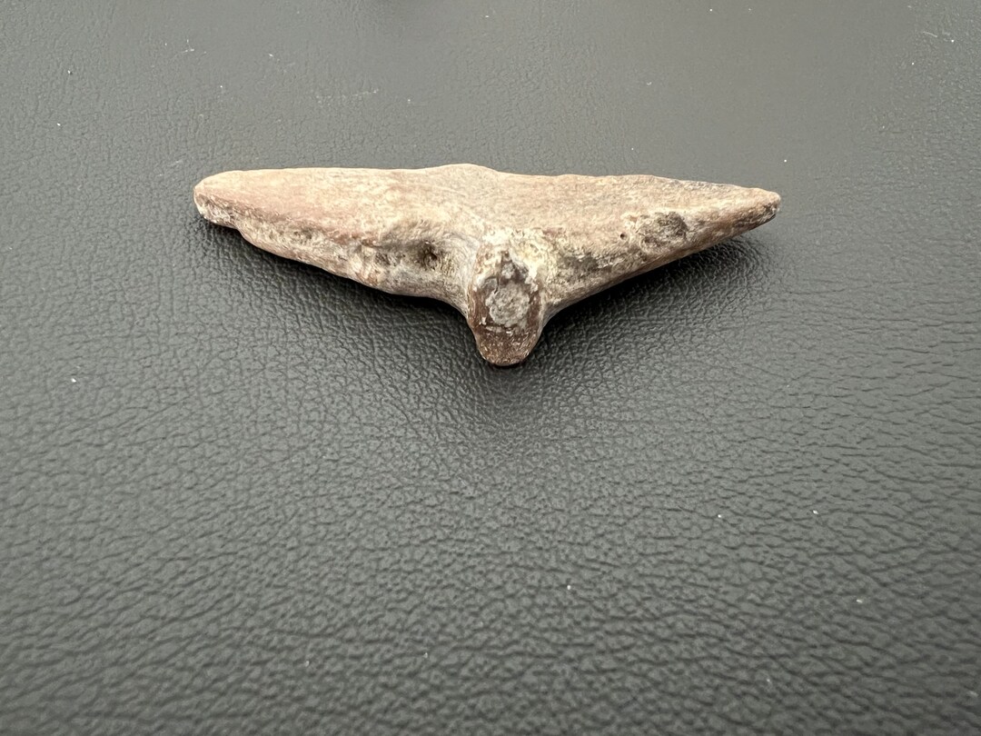 Fossil Fish Fin Bone From SC, Megalodon, Tooth, Rare, Authentic ...