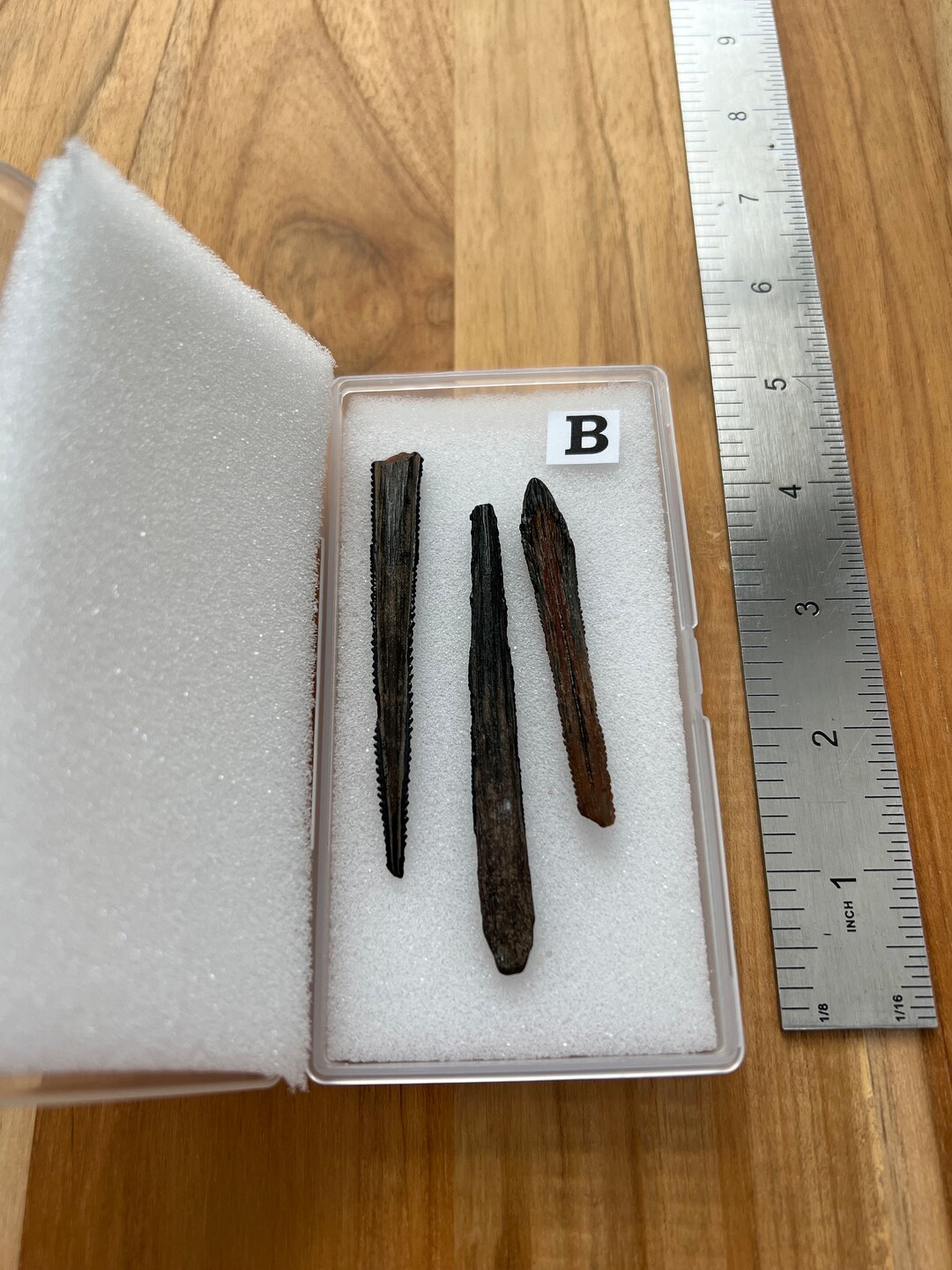 Genuine Fossil Stingray Barbs / Tail Spines Sets - Etsy