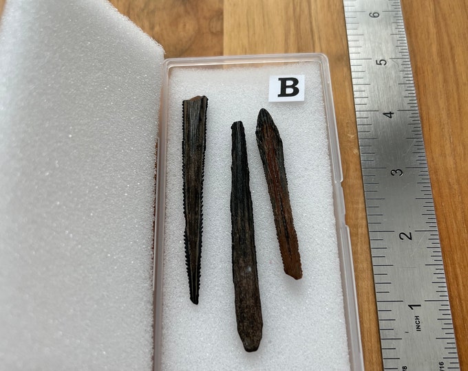 Genuine Fossil Stingray Barbs / Tail Spines Sets - Etsy