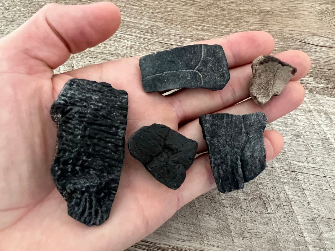 Fossil Turtle / Tortoise Shell Various Sets of 5 Fossils From SC ...