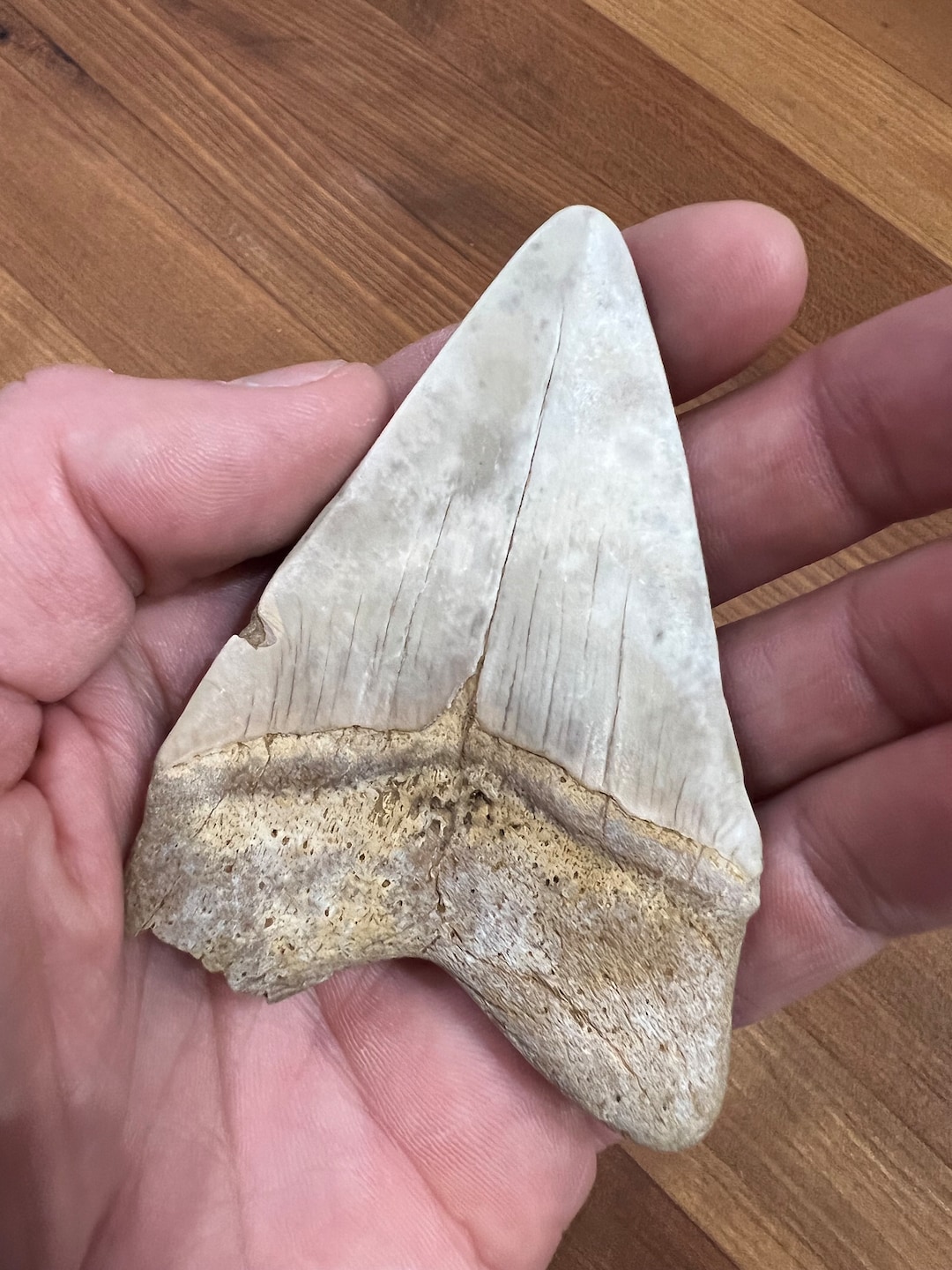 Megalodon Shark Tooth 3.25”+ Brown With Marbling, Megalodon, Tooth ...