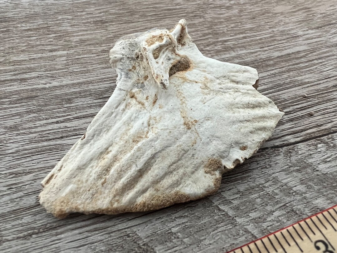 Fossil Fish Fin Bone From SC, Megalodon, Tooth, Rare, Authentic ...