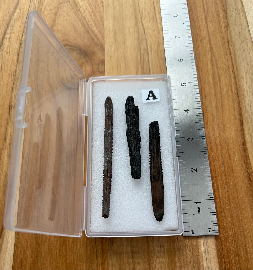 Genuine Fossil Stingray Barbs / Tail Spines Sets - Etsy