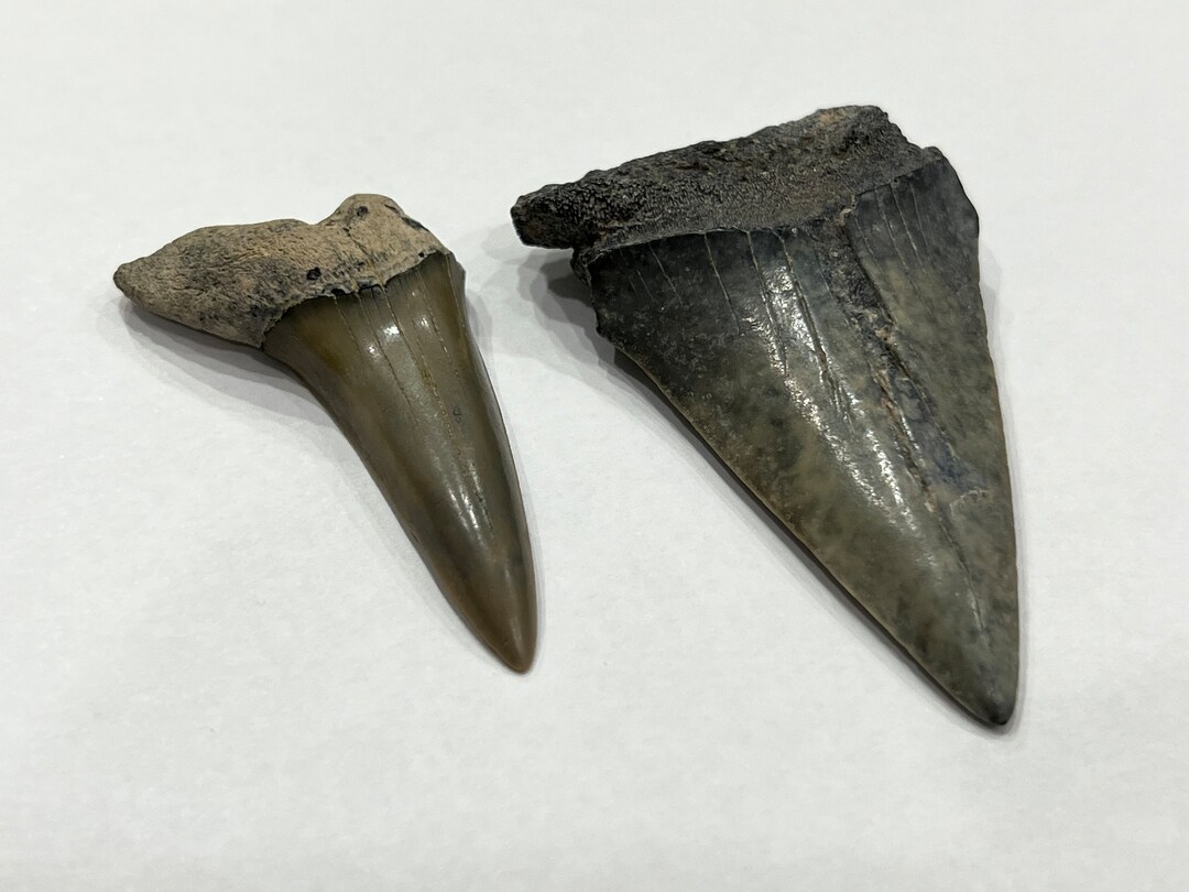Fossil Mako Shark Teeth Set From SC, Megalodon, Tooth, Rare, Authentic ...