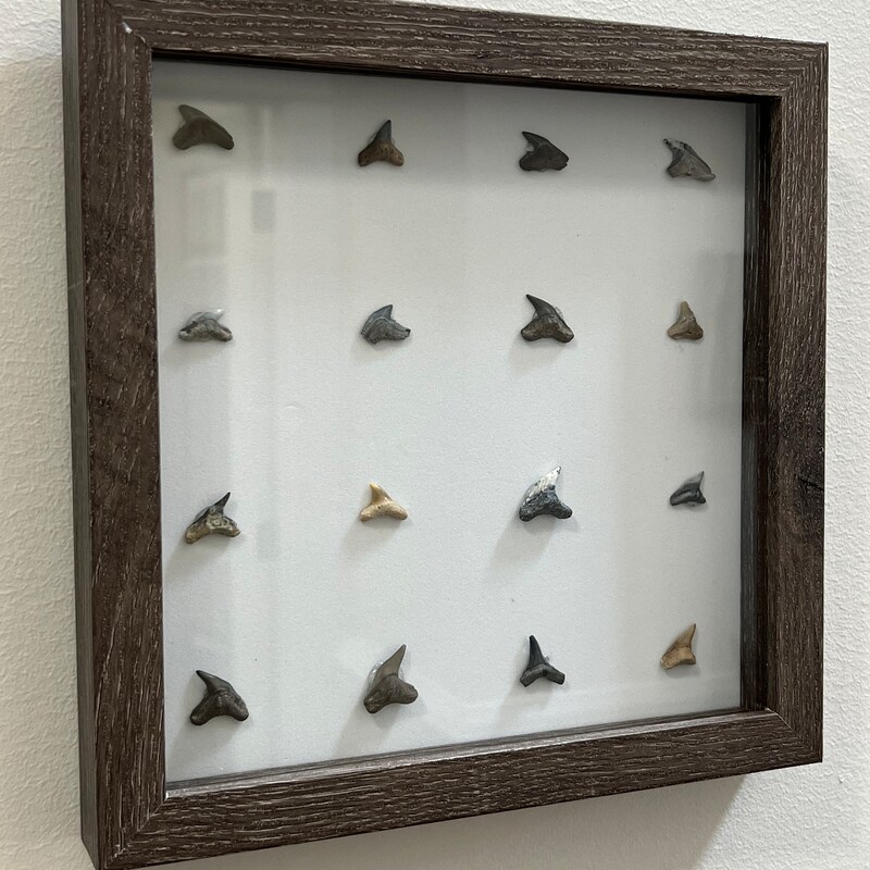 Shark Tooth Display - Etsy