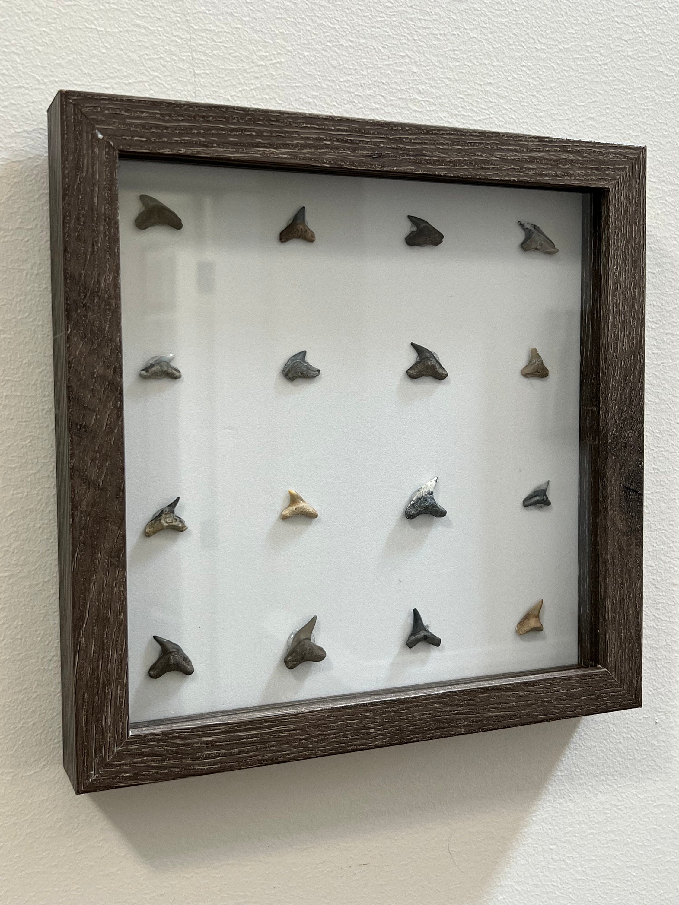 Home Decor Fossil Shark Teeth Art Rustic, Display, Farmhouse, Shark ...